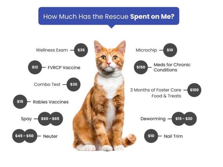 Adoption Fees – Purrfect Endings Feline Rescue