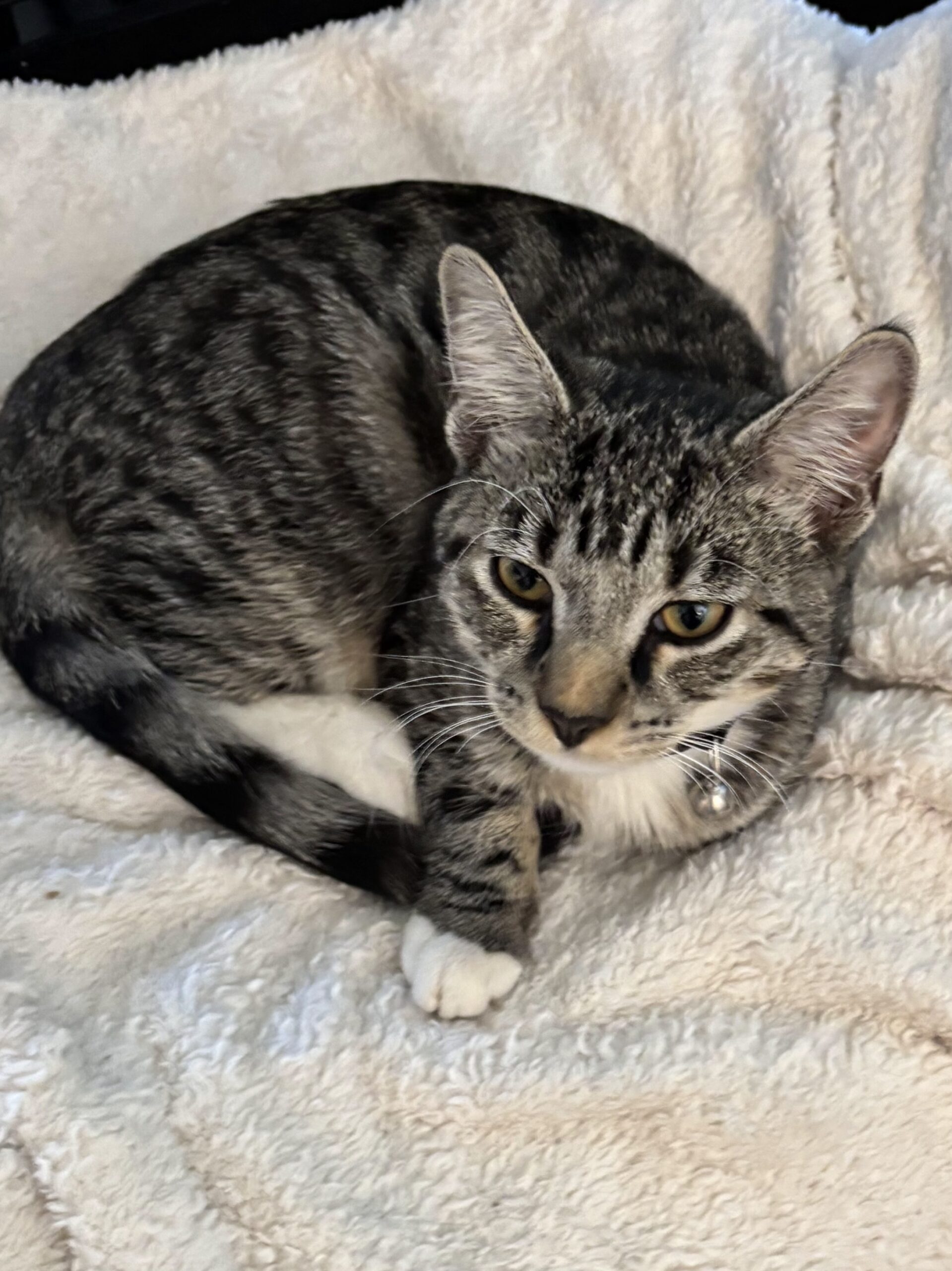 Sam – Purrfect Endings Feline Rescue
